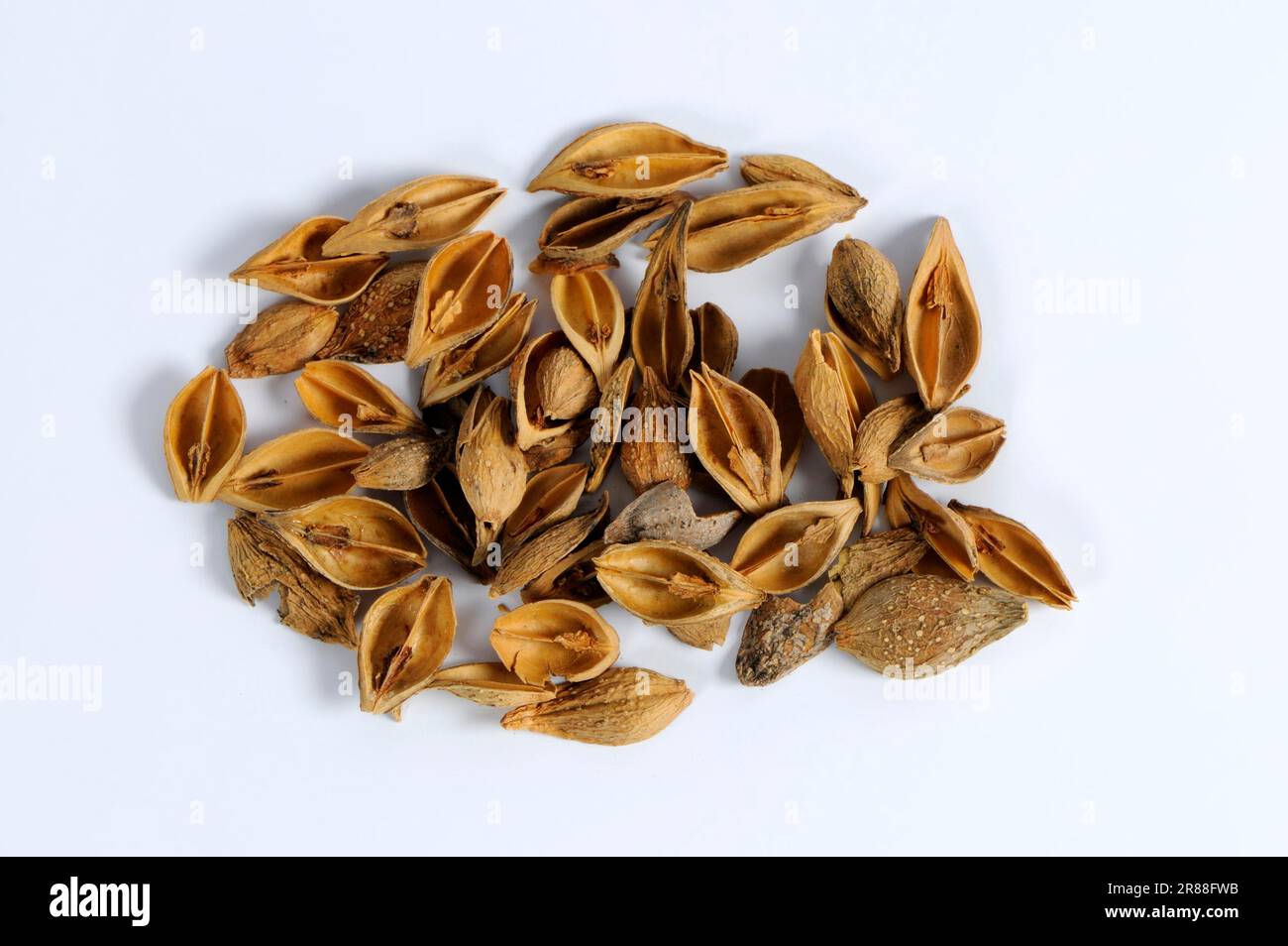Forsythiae Fructus (Forsythia suspensa), Lian Qiao Stock Photo - Alamy
