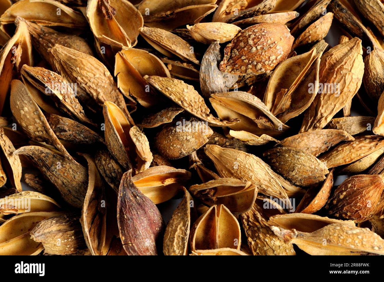 Forsythia fruits hi-res stock photography and images - Alamy