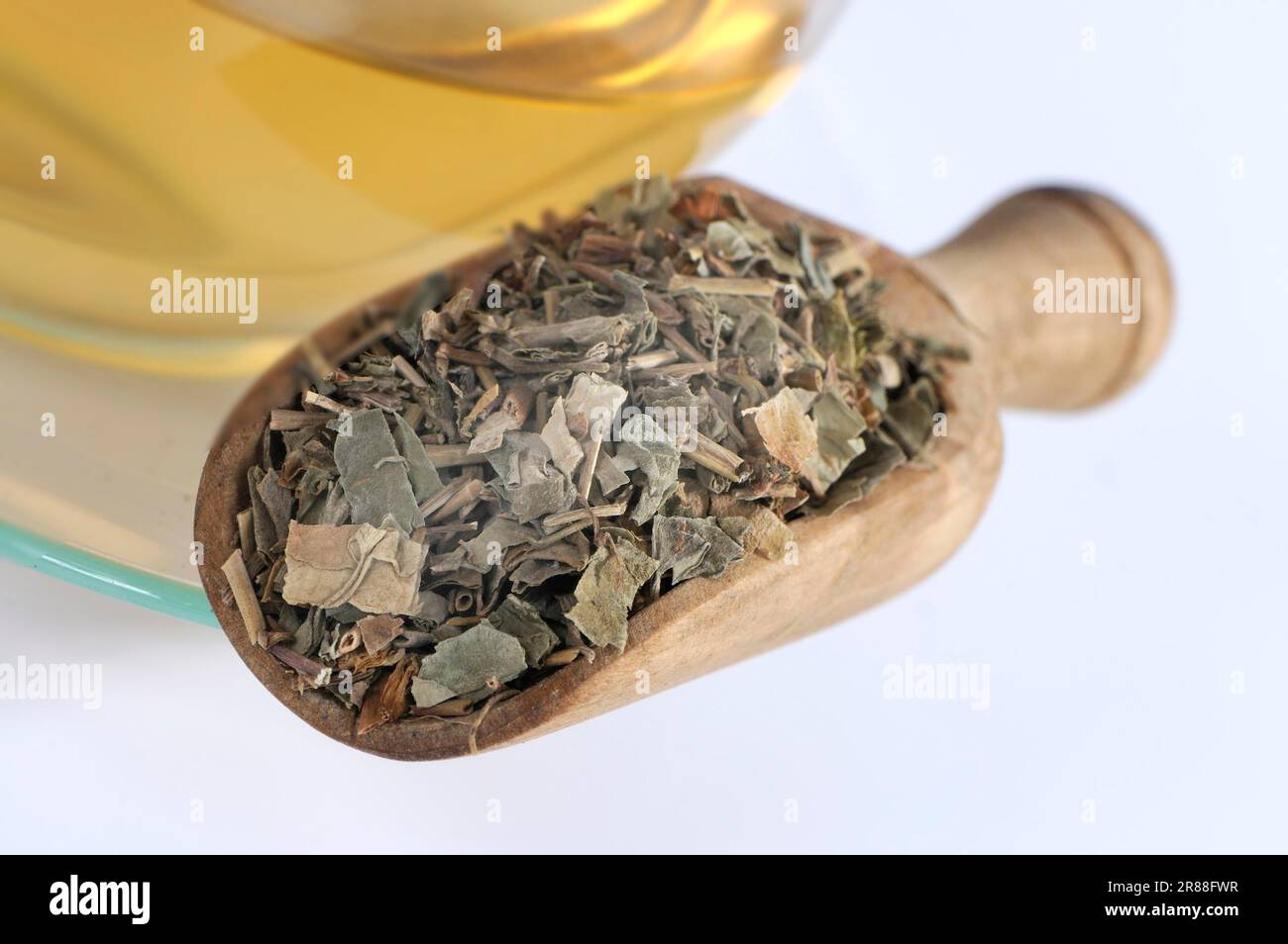 Steamed (Radix (gastropod) ) Rhubarb Root, Rhubarb Root Tea et Rhizoma ...