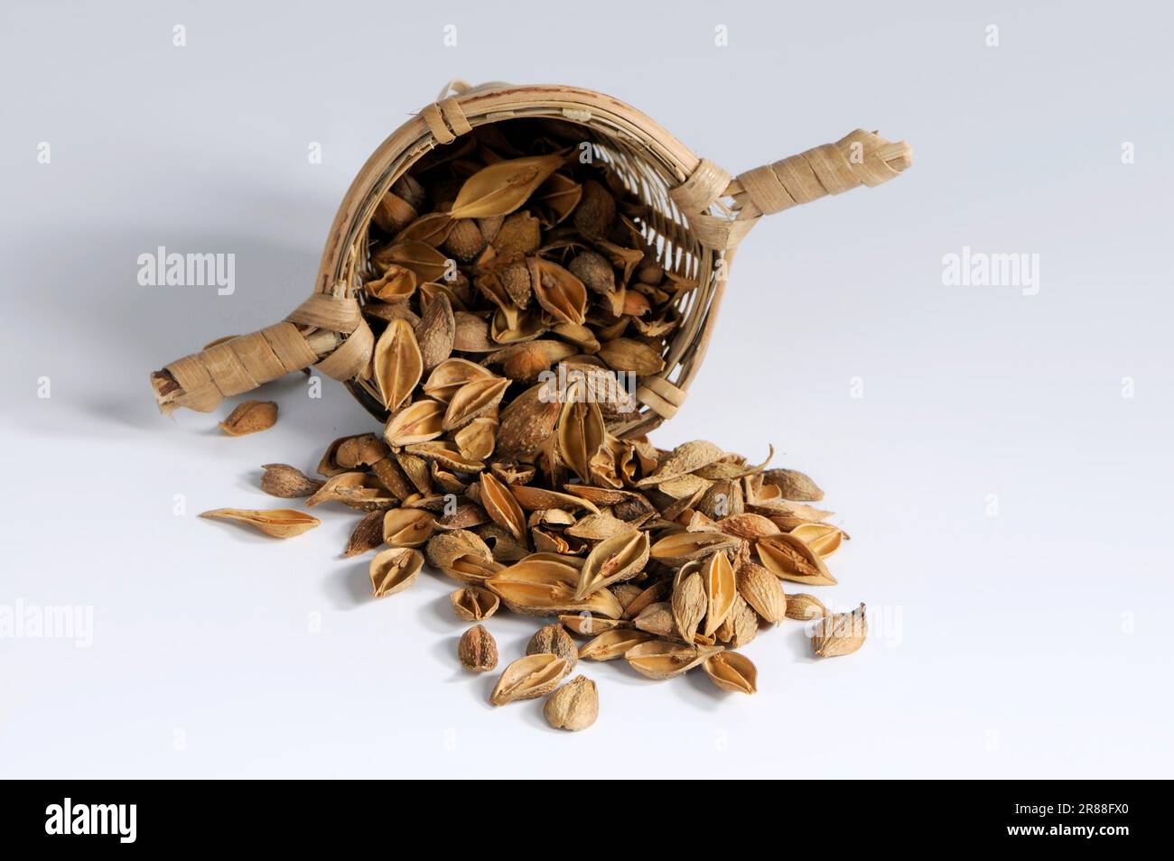 Forsythia fruits hi-res stock photography and images - Alamy