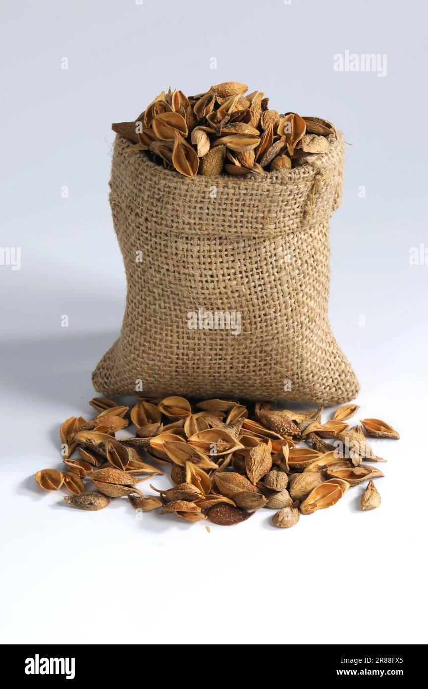 Forsythiae Fructus (Forsythia suspensa), Forsythia fruits, Forsythia ...