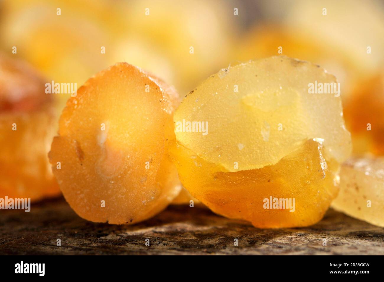 Chinese asparagus root (Asparagi Radix), Tian Dong Stock Photo - Alamy