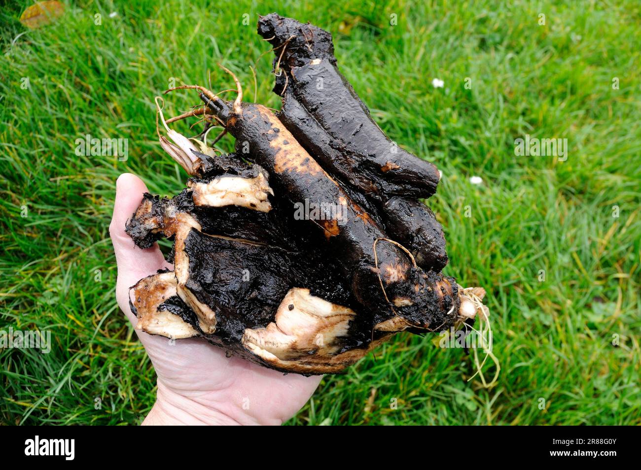 Comfrey root (Symphytum officinale), comfrey root Stock Photo - Alamy