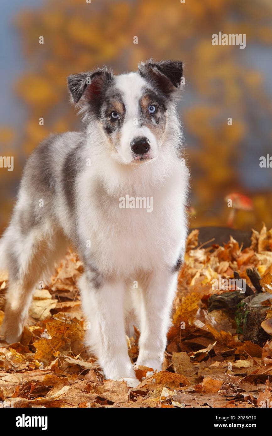 Blue merle face hi-res stock photography and images - Alamy