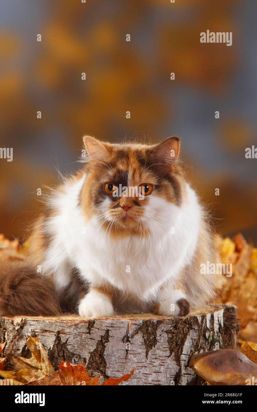 British longhair cat, chocolate-tortie-white, Highlander, Lowlander ...