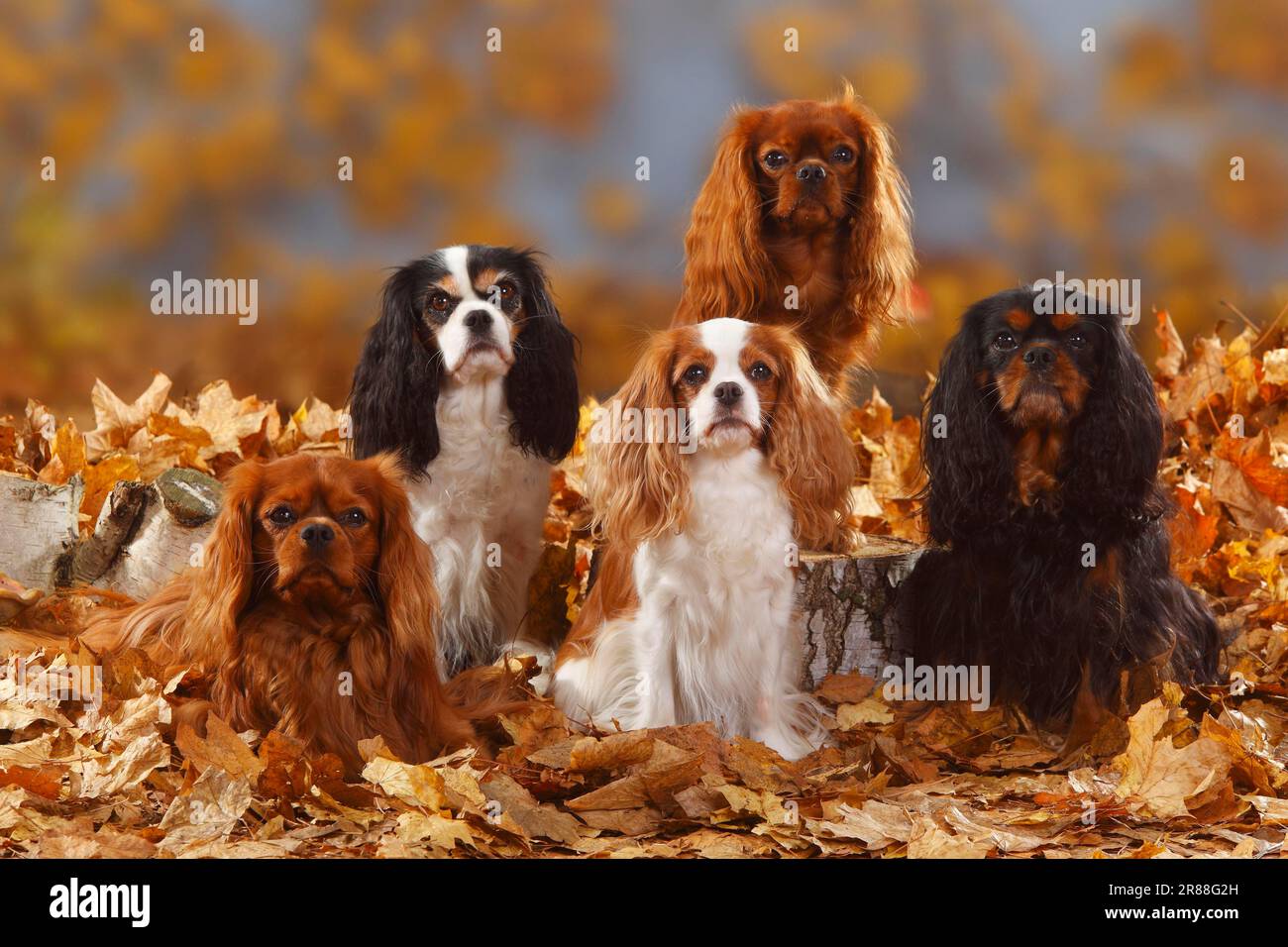 Cavalier King Charles Spaniel, black and brown, tricolour, blenheim and ...