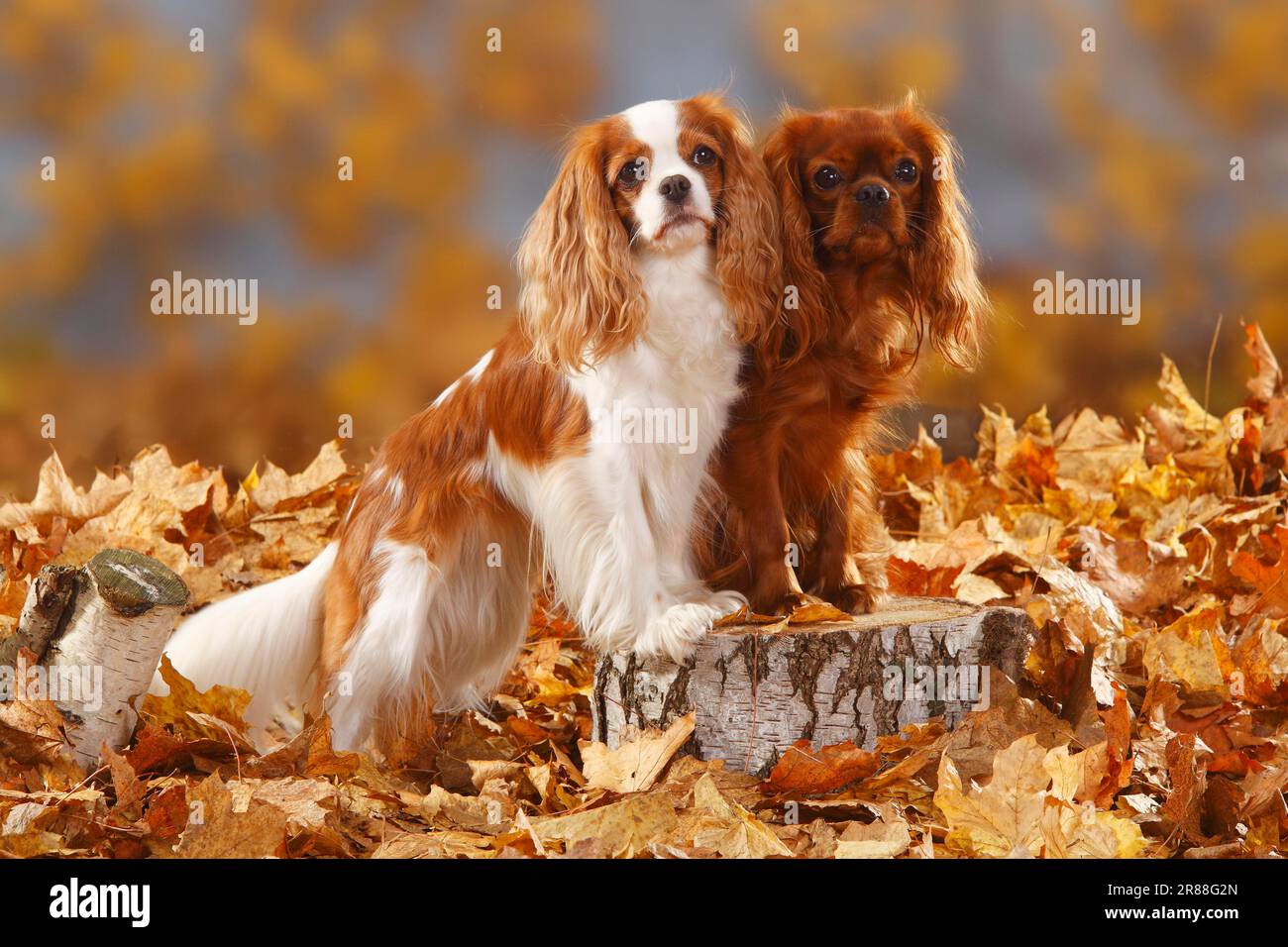 Cavalier King Charles Spaniel, blenheim and ruby, autumn leaves Stock ...