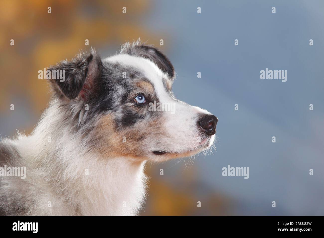Australian Shepherd, blue-merle Stock Photo - Alamy