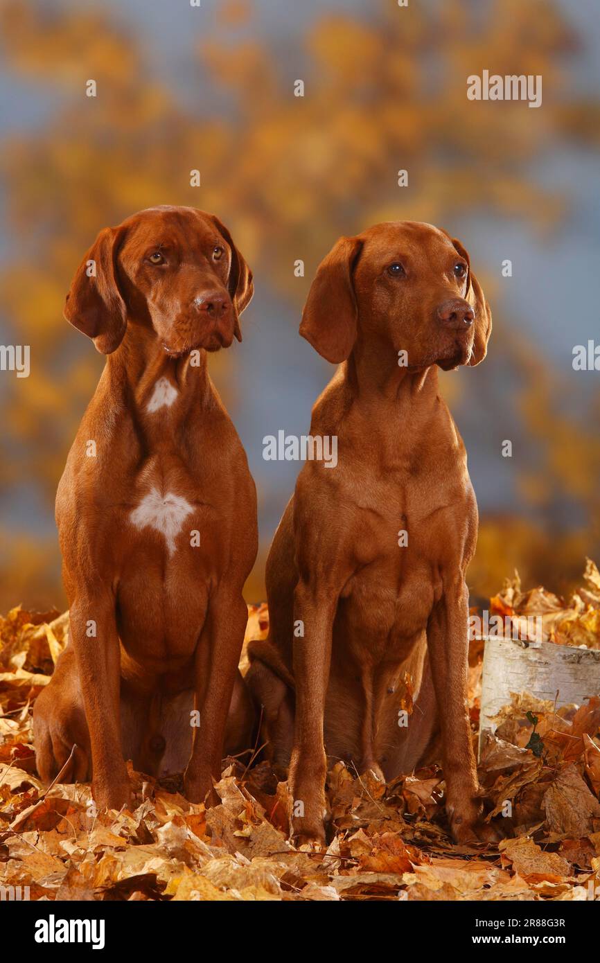 Hungarian shorthaired pointers hi-res stock photography and images - Alamy