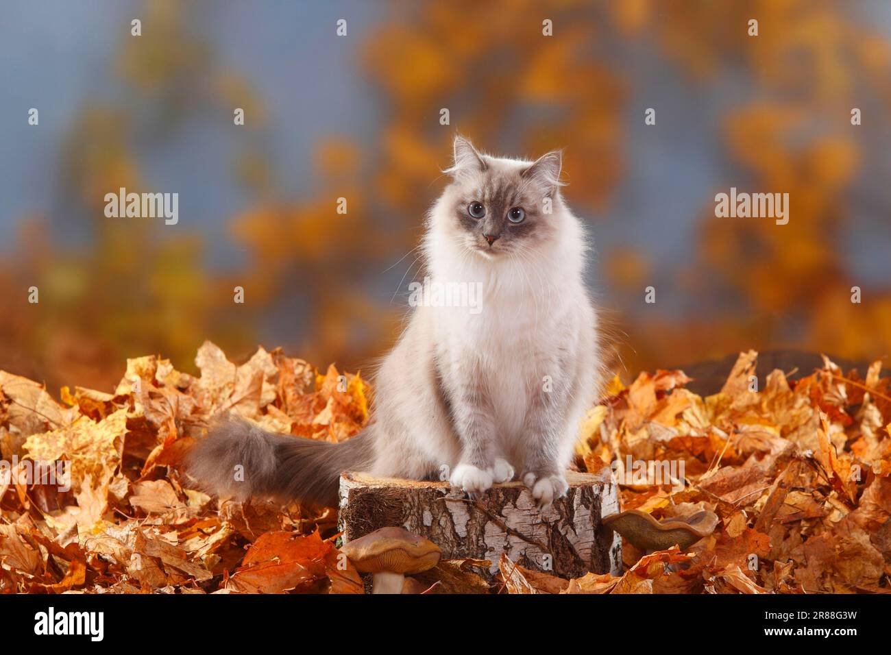 Neva Masquarade, blue-tabby-point-white, Siberian Forest Cat, Siberian ...