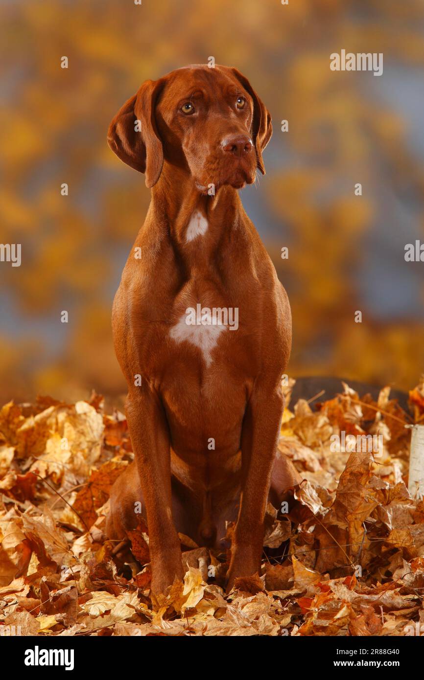 Magyar Vizsla, Shorthaired Hungarian Pointers, Autumn Foliage Stock ...