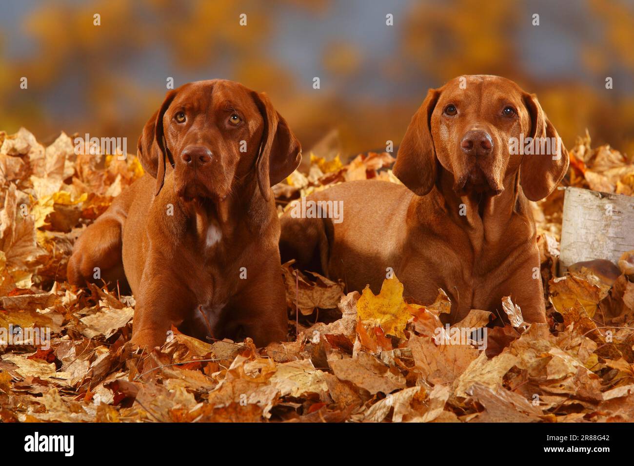 Hungarian shorthaired pointers hi-res stock photography and images - Alamy