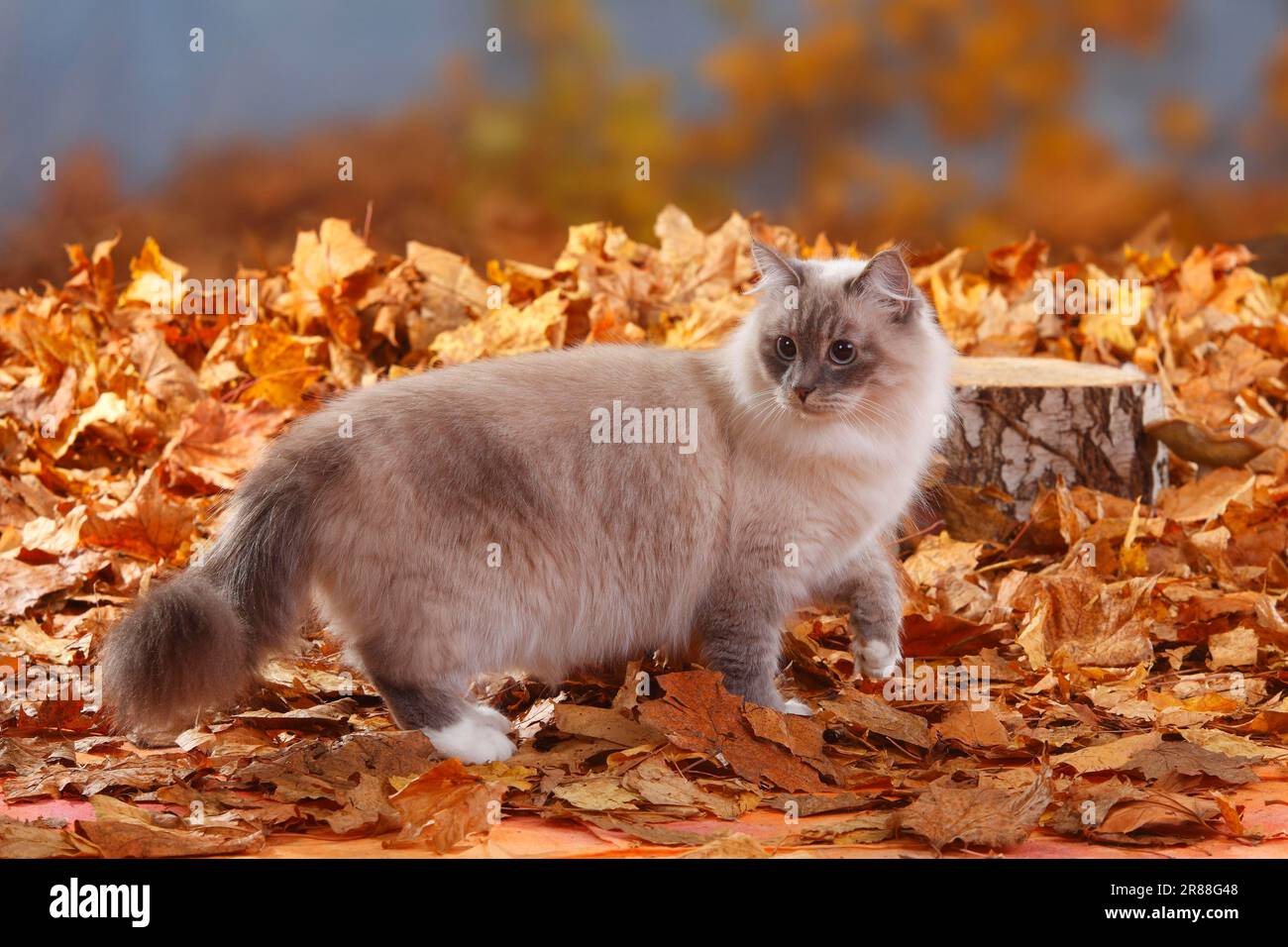 Neva Masquarade, blue-tabby-point-white, Siberian Forest Cat, Siberian ...