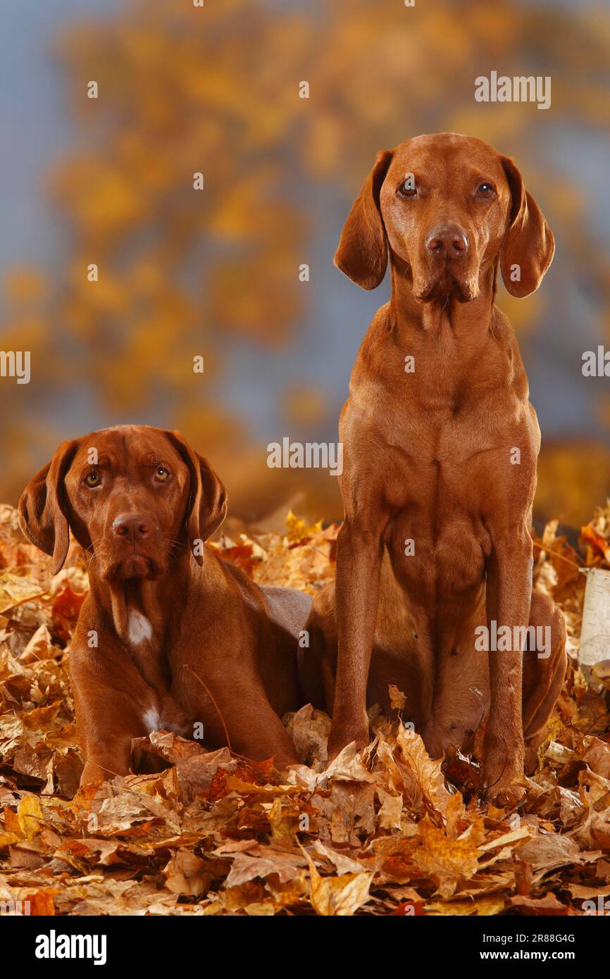 Hungarian shorthaired pointers hi-res stock photography and images - Alamy