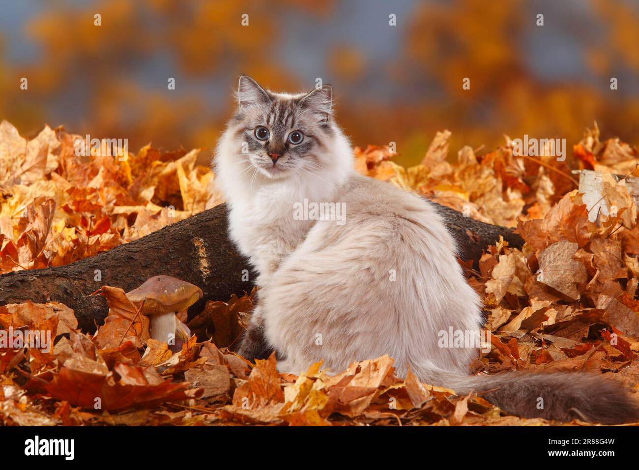 Neva Masquarade, Siberian Forest Cat, Siberian Cat, Siberia, Neva ...