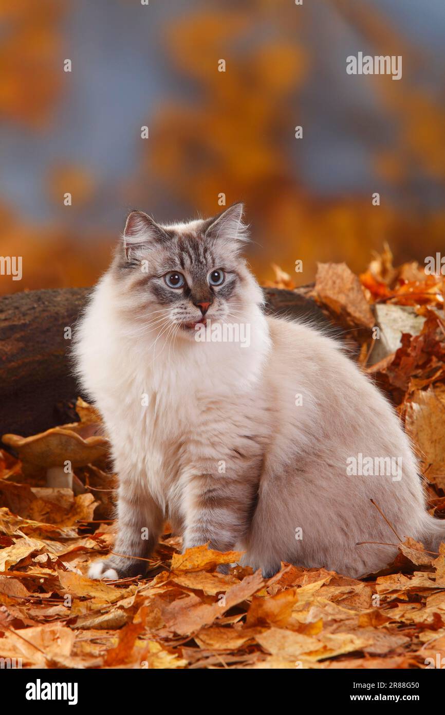 Neva Masquarade, Siberian Forest Cat, Siberian Cat, Siberia, Neva ...