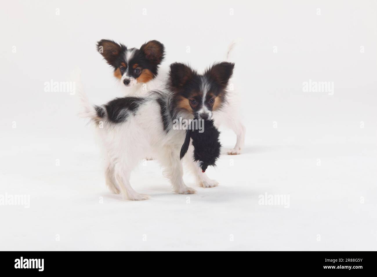 Papillons, puppies, 12 weeks, butterfly doggy, continental dwarf ...