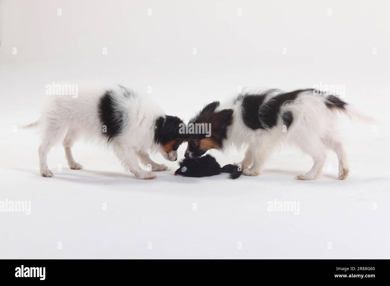 Papillons, puppies, 12 weeks, butterfly doggy, continental dwarf ...