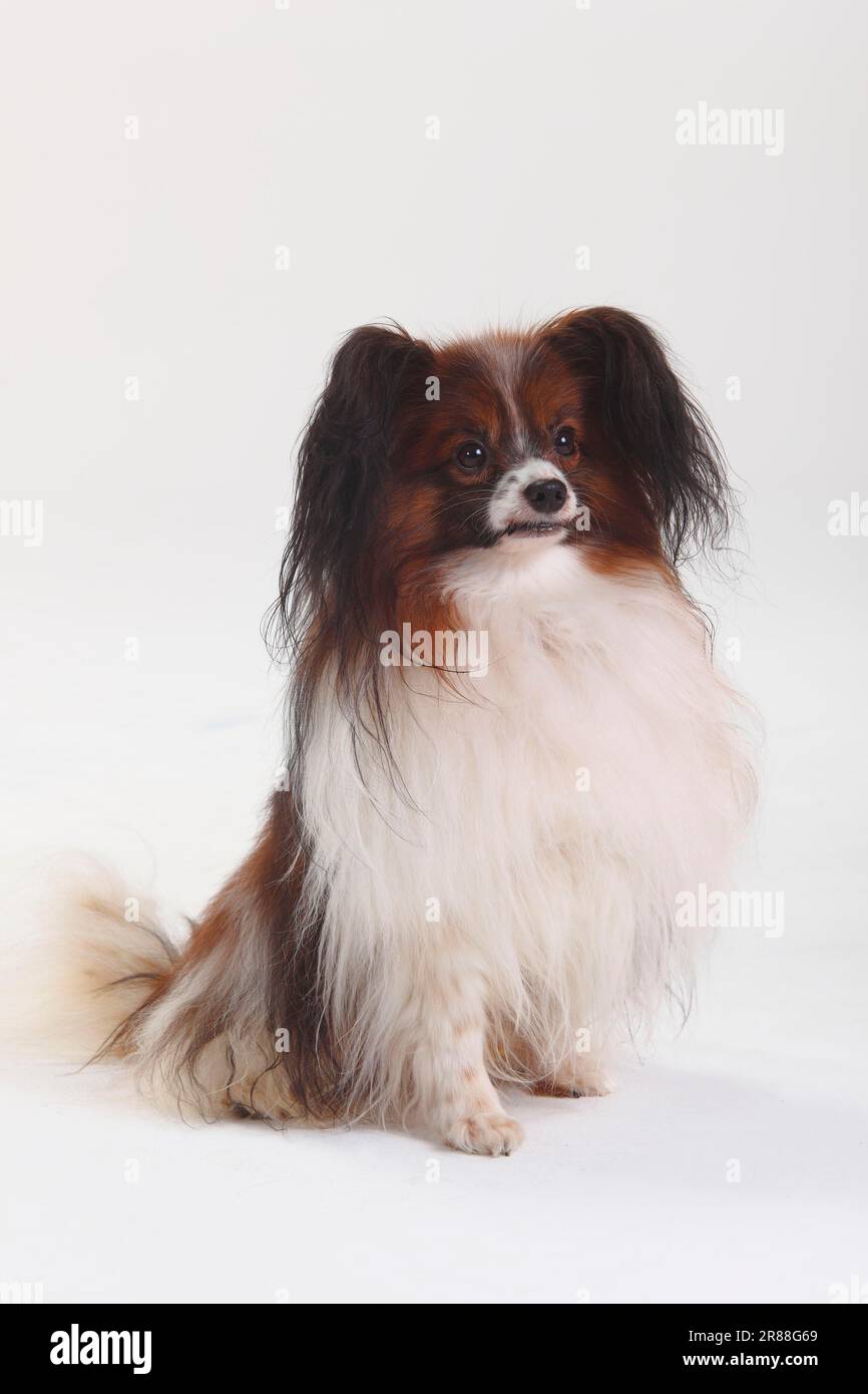 Dwarf spaniel hi-res stock photography and images - Alamy