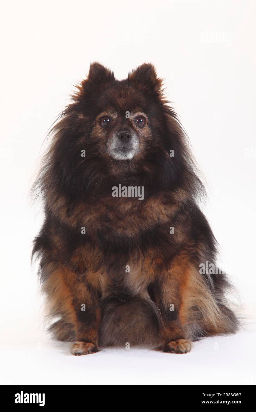 Miniature Spitz, 10 years old, old dog Stock Photo - Alamy