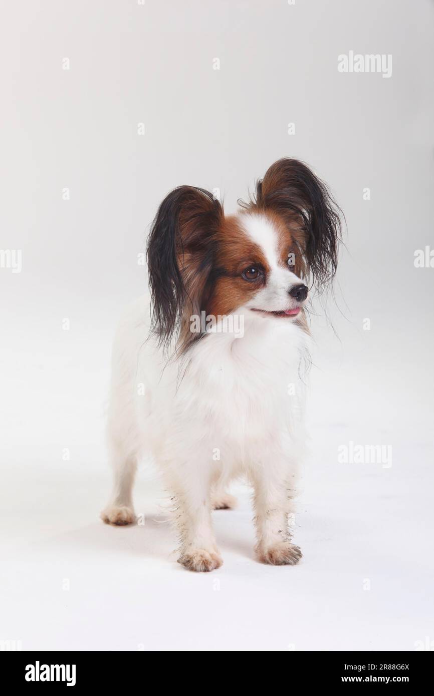 Dwarf spaniel hi-res stock photography and images - Alamy