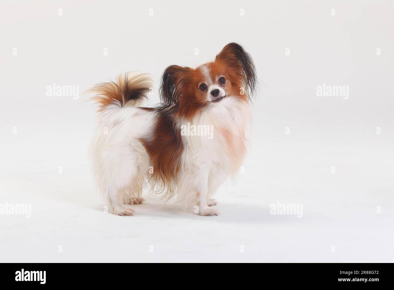 Papillon face hi-res stock photography and images - Alamy