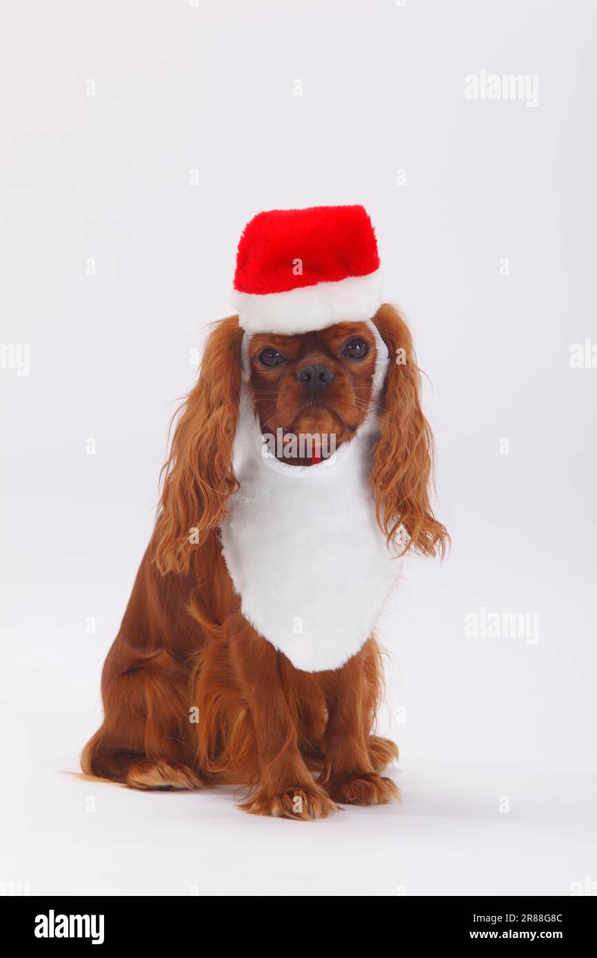 Cavalier King Charles Spaniel, ruby, with Santa hat, Santa hat, Father ...