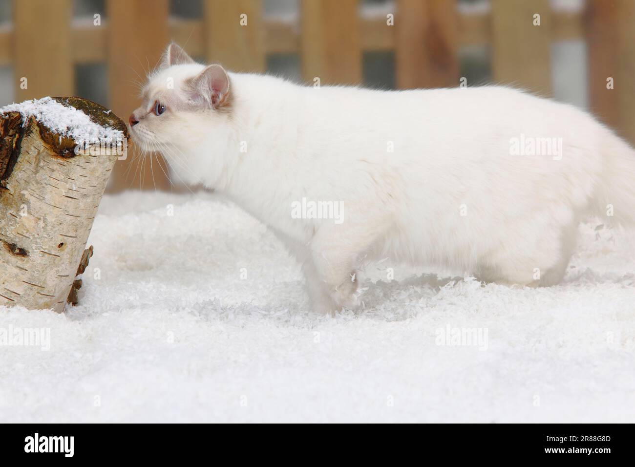 Birman cat, lilac-tabby-point, holy birman, sideways Stock Photo - Alamy