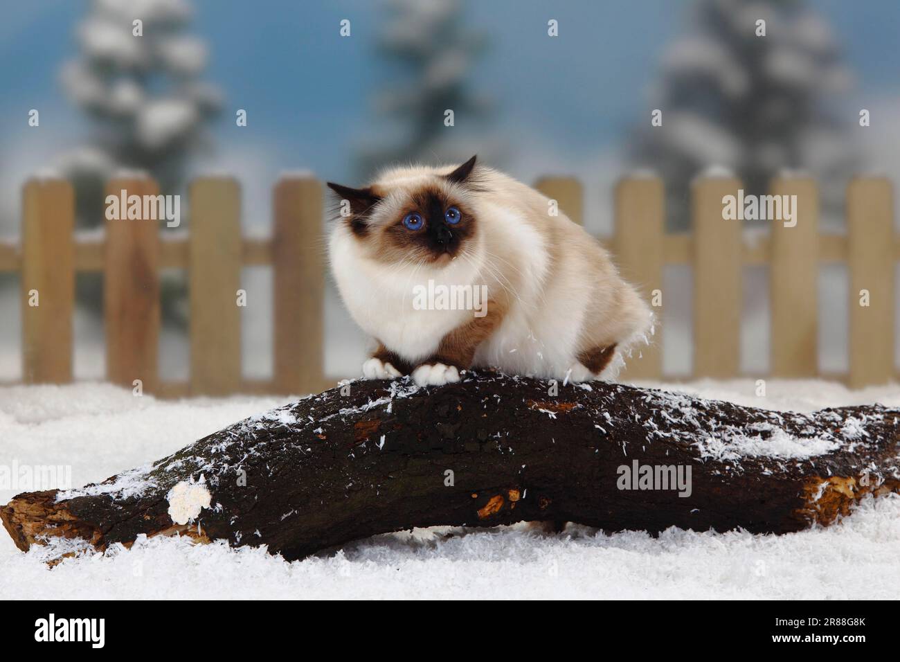 Seal point birman hi-res stock photography and images - Alamy