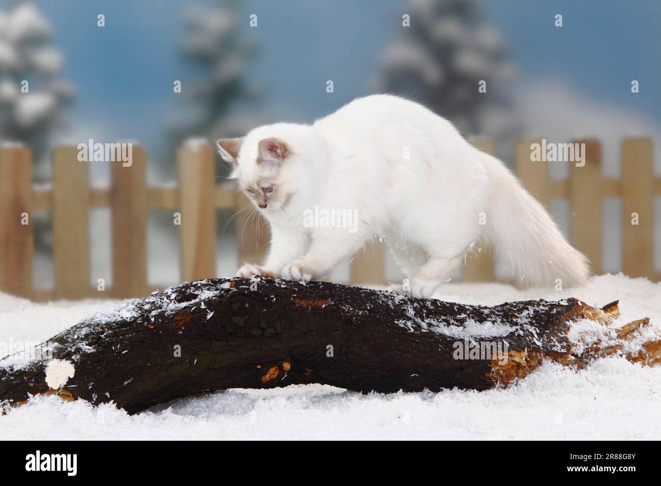 Birman cat, lilac-tabby-point, sharpen claws, holy birman, sharpen ...