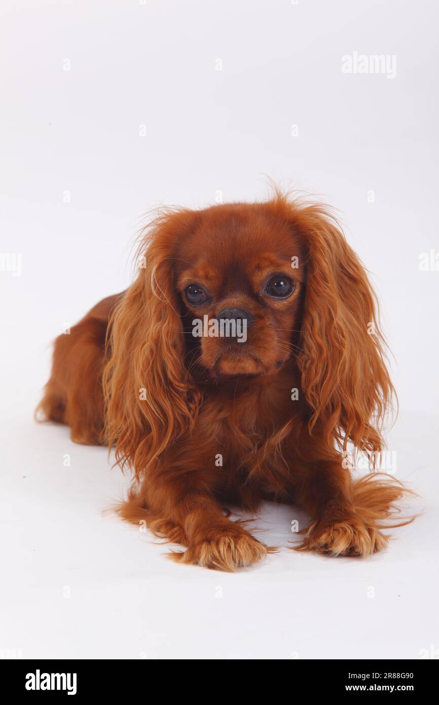 Cavalier King Charles Spaniel, ruby red Stock Photo - Alamy