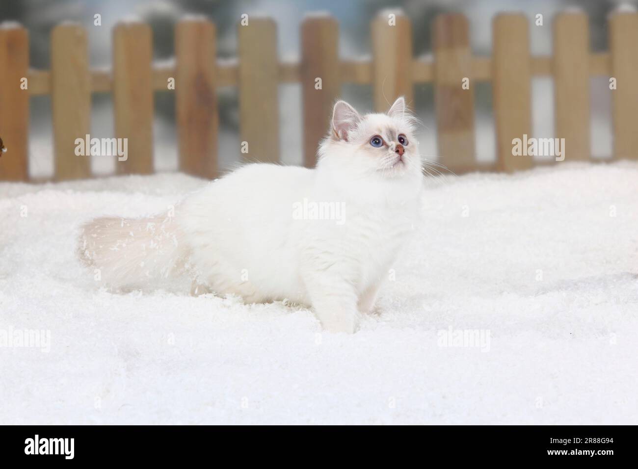 Lilac tabby point hi-res stock photography and images - Alamy