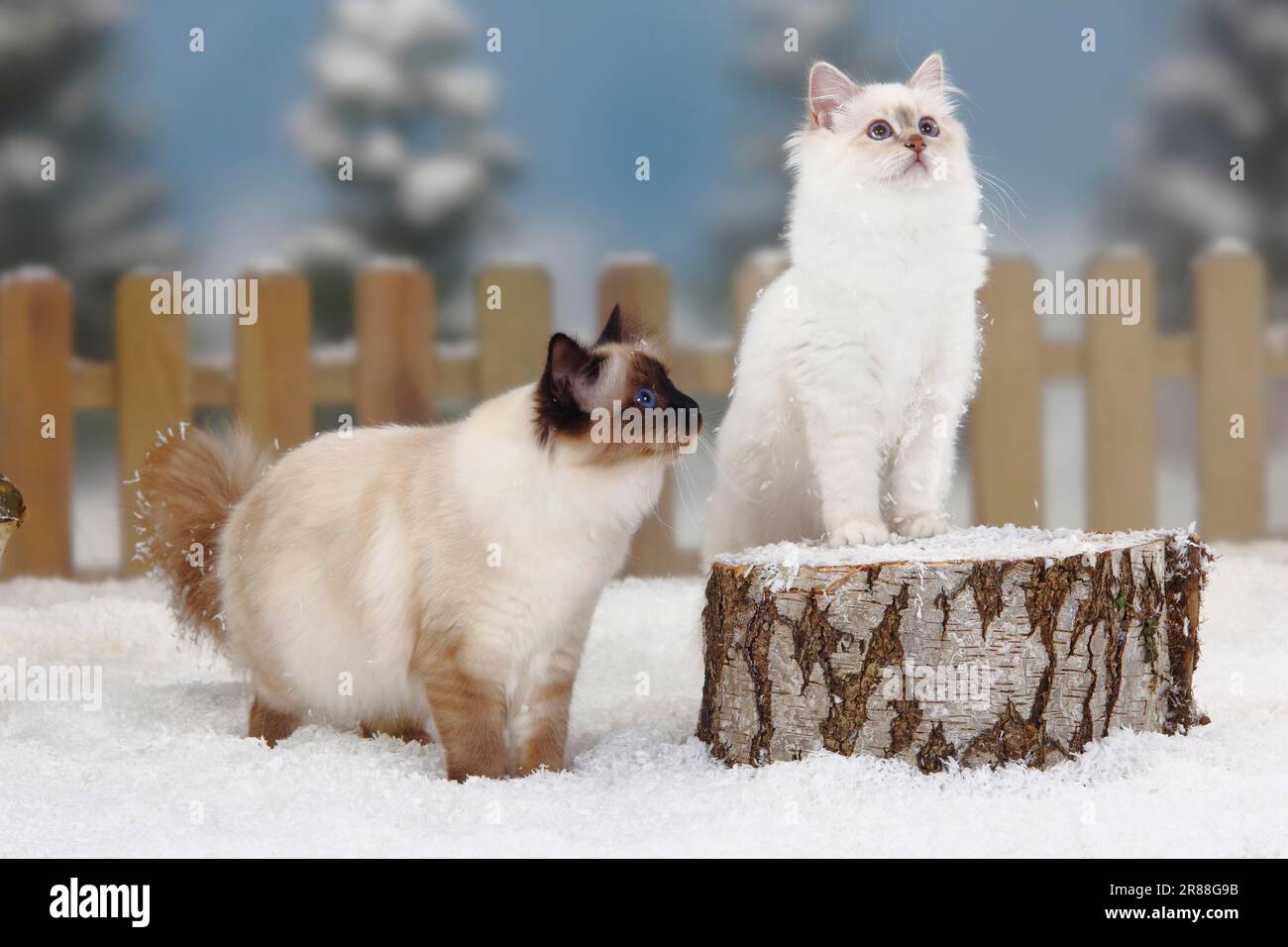 Birman cat, seal-point and lilac-tabby-point, Holy Birman Stock Photo ...