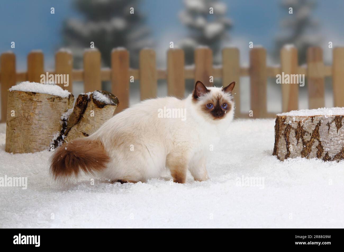 Chocolate birman hi-res stock photography and images - Alamy