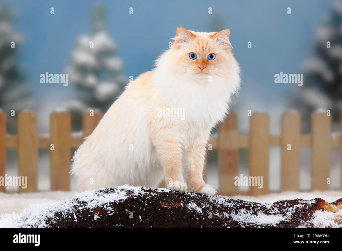 Neva Masquarade, Male, red-tabby-point-white, Siberian Forest Cat, Neva ...