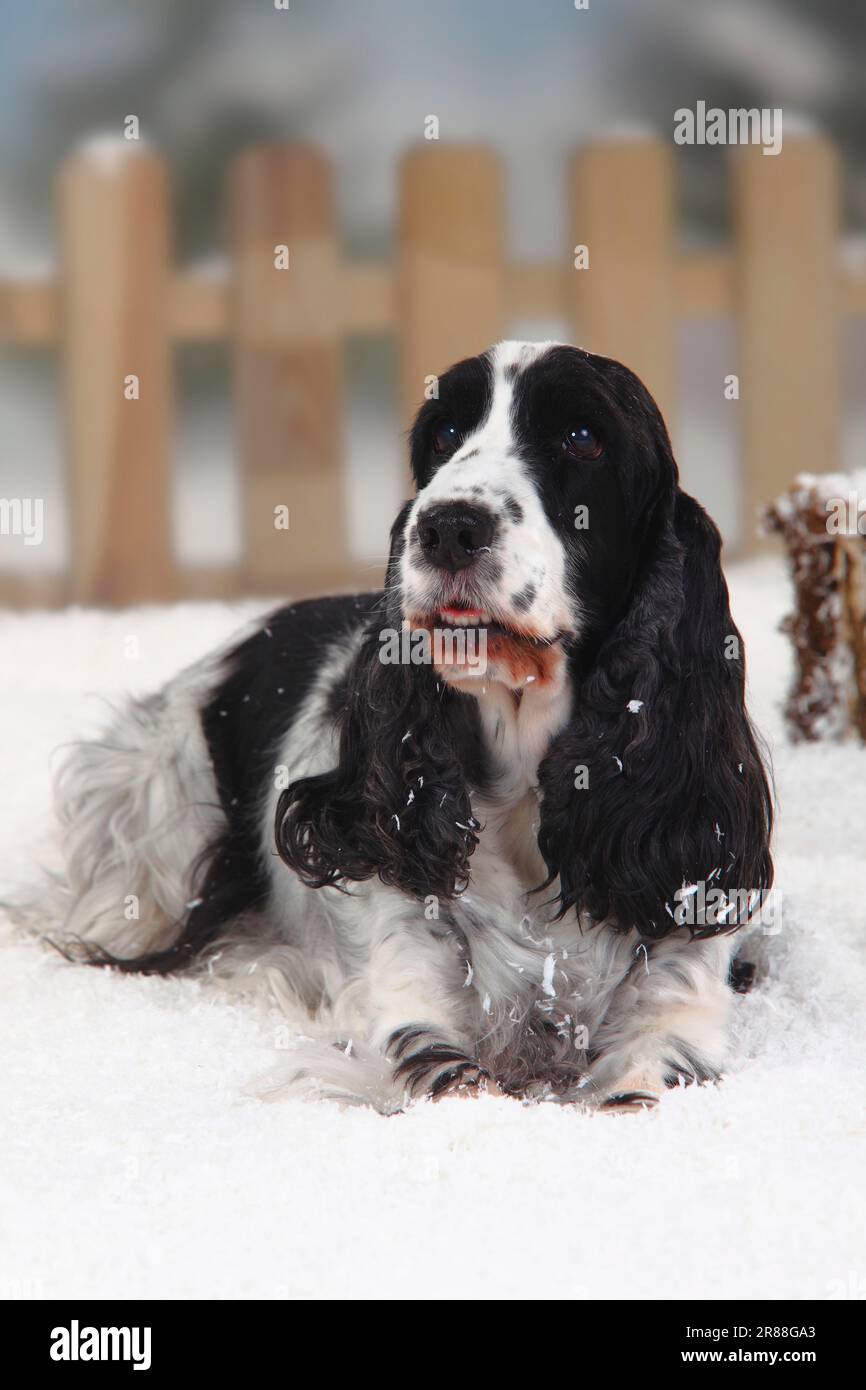 English Cocker Spaniel, black and white, English Cocker Spaniel Stock ...