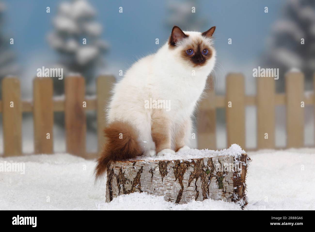 Sacred Cat of Burma, chocolate-point, Burma Stock Photo - Alamy