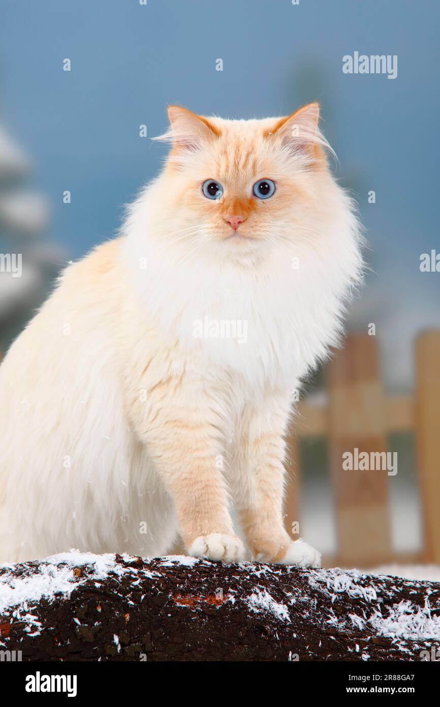 Neva Masquarade, Male, red-tabby-point-white, Siberian Forest Cat, Neva ...