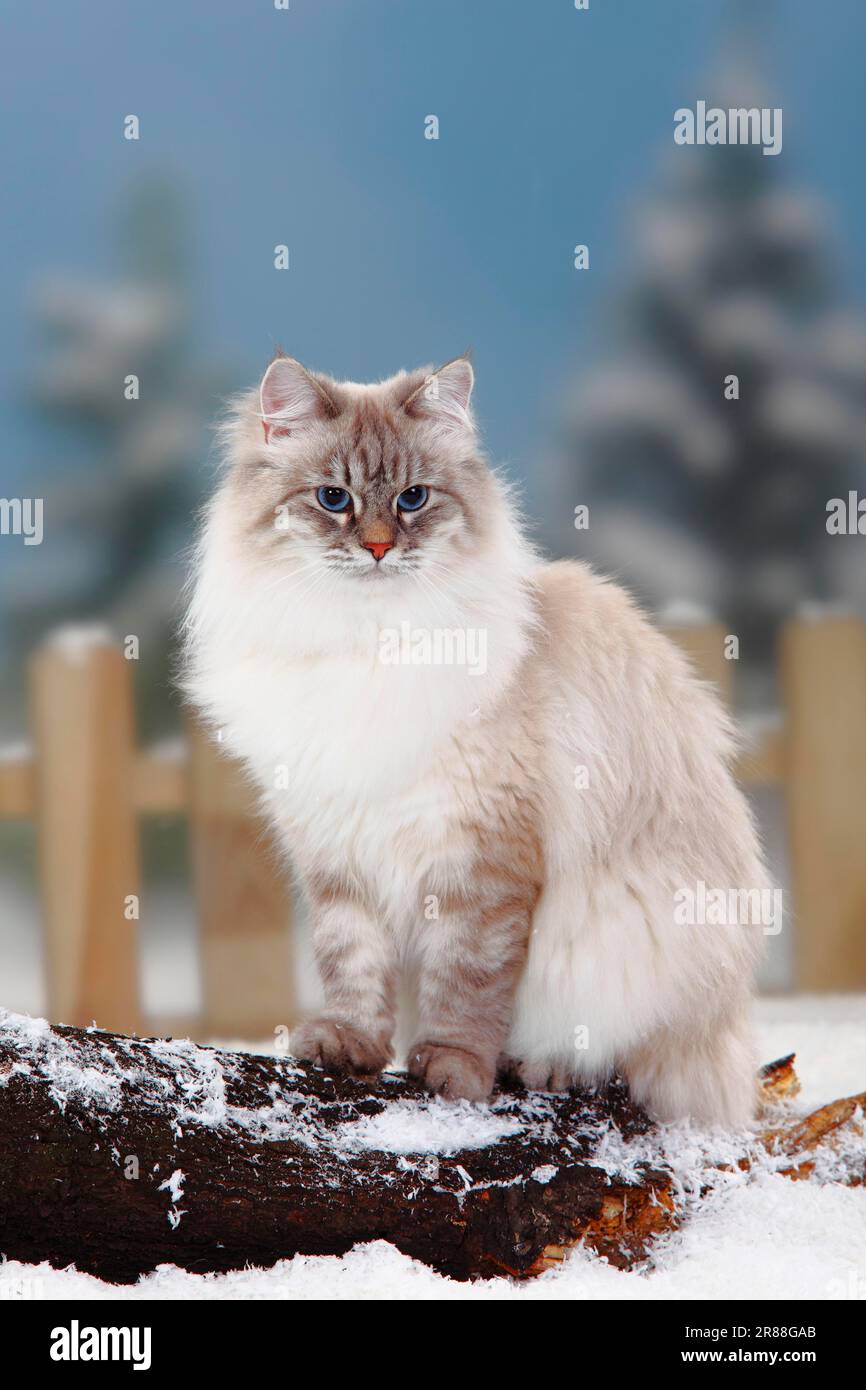 Neva Masquarade, blue-silver-tabby-point, Siberian Forest Cat, Neva ...
