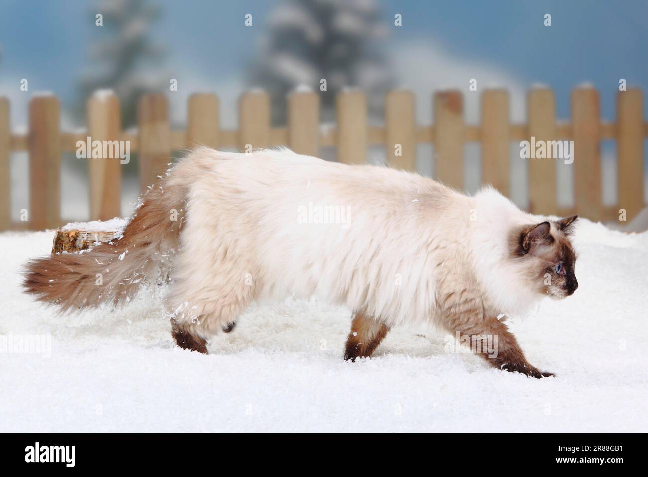 Neva Masquarade, Siberian Forest Cat, Neva Masquerade, sideways Stock ...