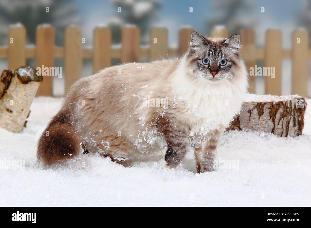 Neva Masquarade, Male, Siberian Forest Cat, Neva Masquerade, Lateral ...