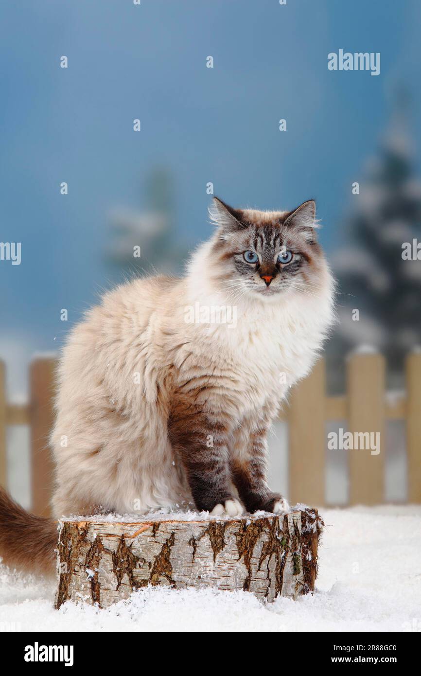 Neva Masquarade, Male, Siberian Forest Cat, Siberian Cat, Siberia, Neva ...