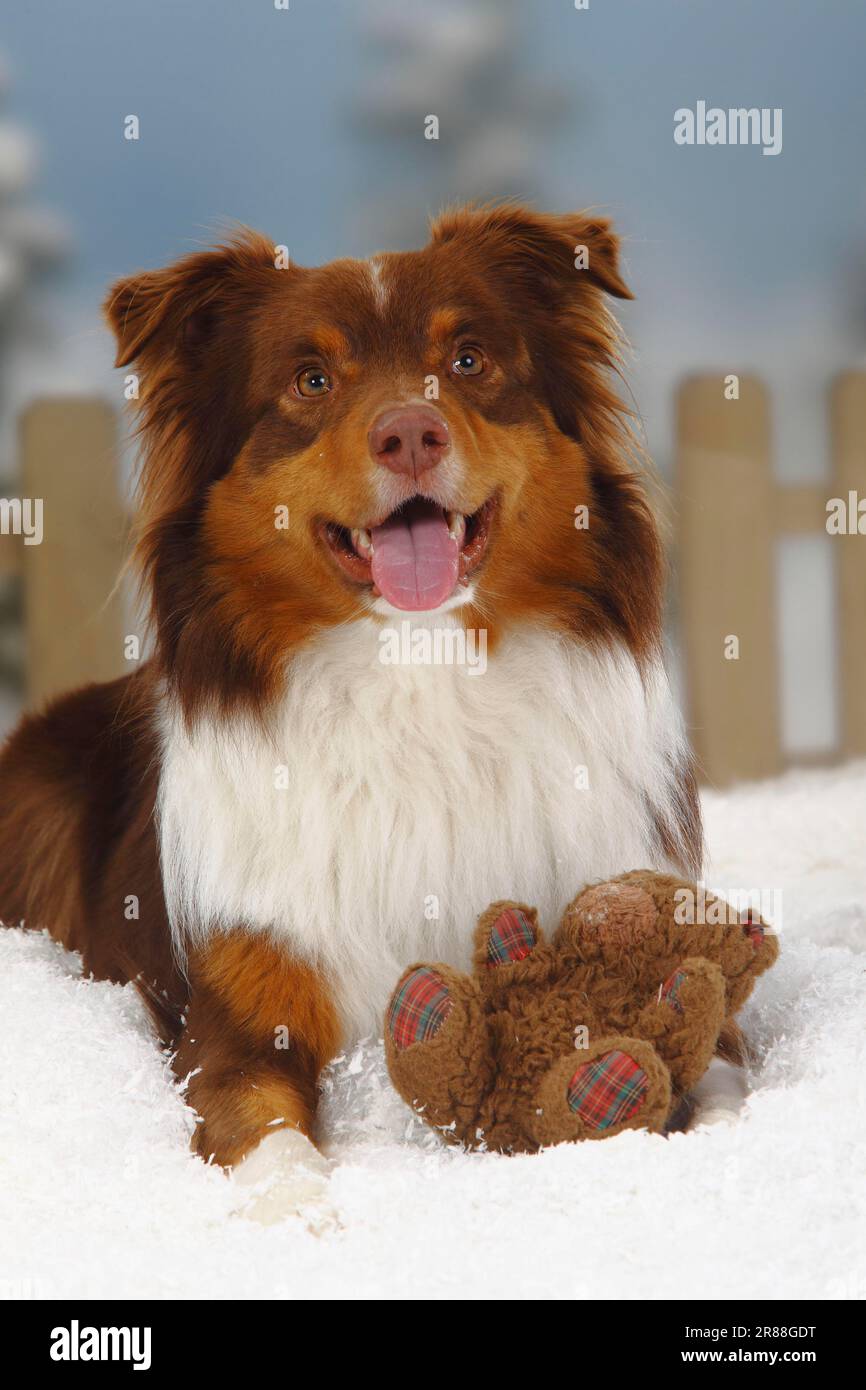 Australian Shepherd Red Tri Stuffed Animal