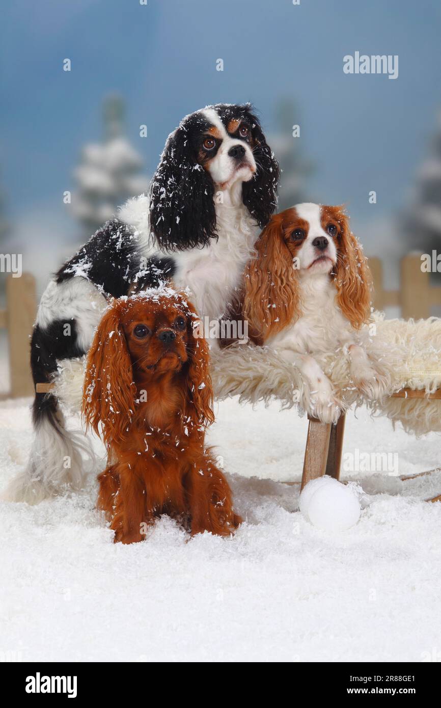 Cavalier King Charles Spaniel, ruby red, blenheim and tricolour Stock ...