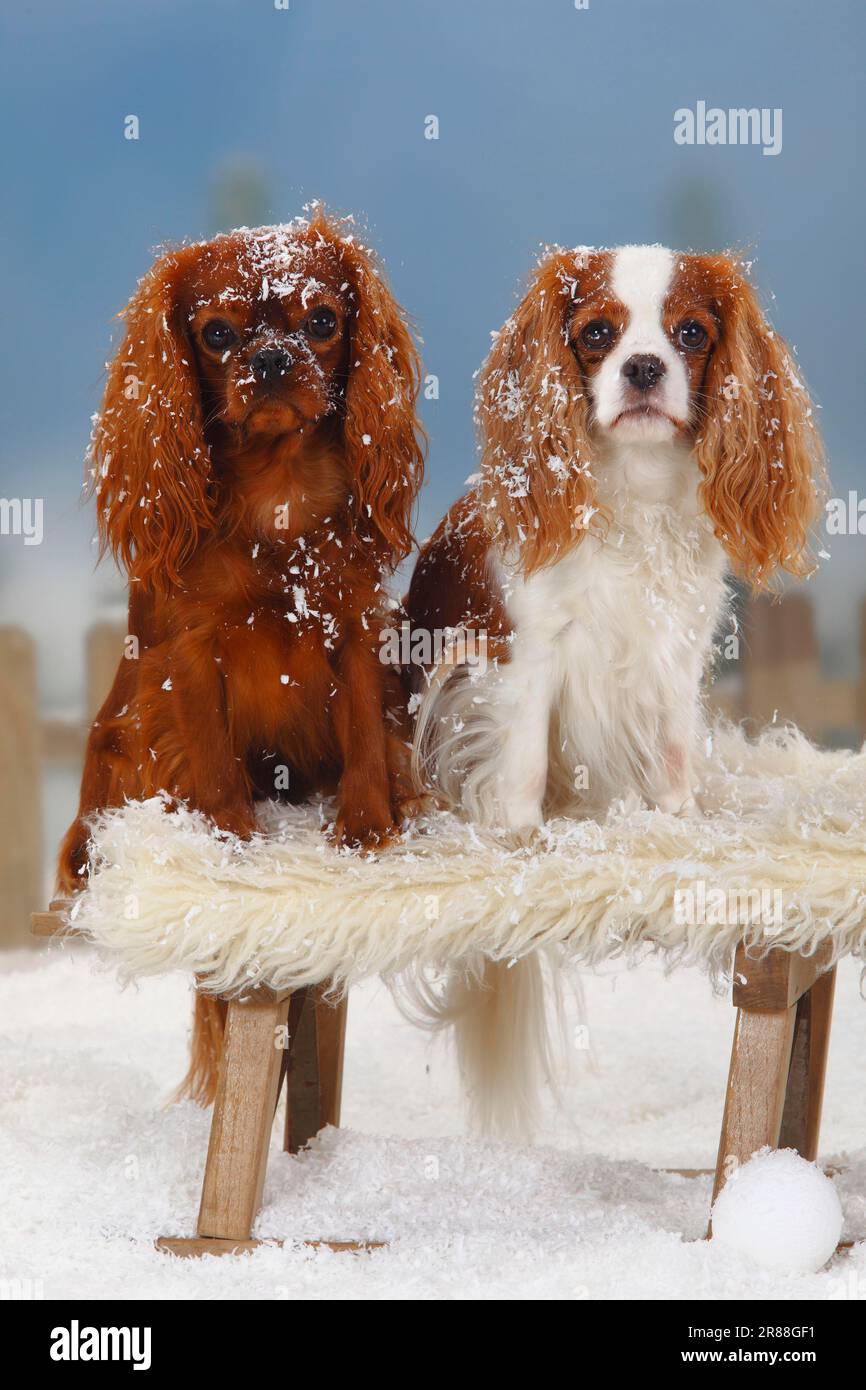 Cavalier King Charles Spaniel, ruby red and blenheim Stock Photo - Alamy