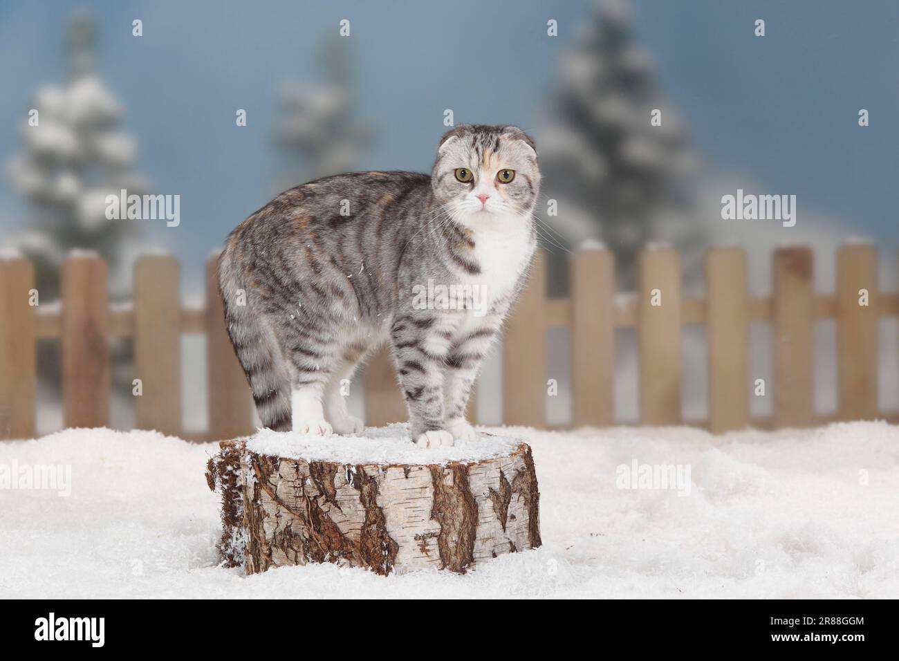 Scottish Fold, Scottish Fold Eared Cat Stock Photo - Alamy