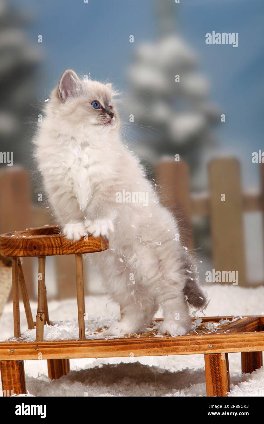 Holy burma cat hi-res stock photography and images - Alamy