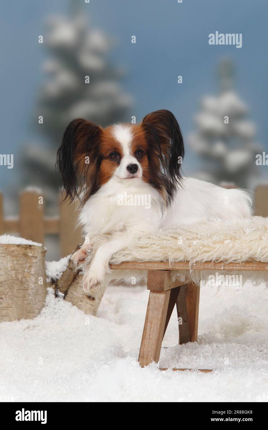 Dwarf spaniel hi-res stock photography and images - Alamy