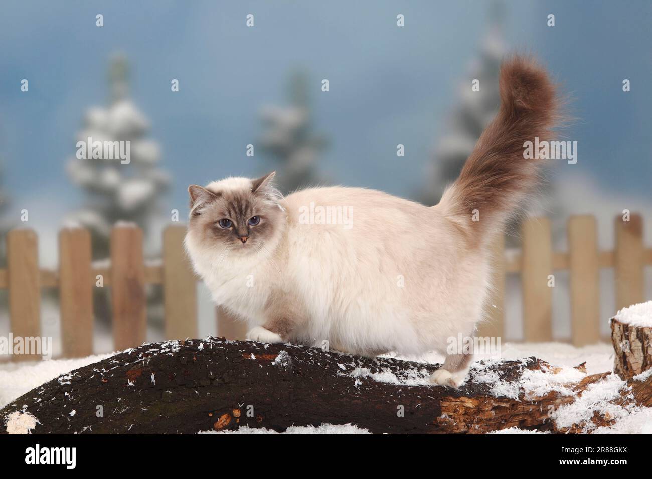 Birman cat, blue-tabby-point, Sacred Birman, sideways Stock Photo - Alamy