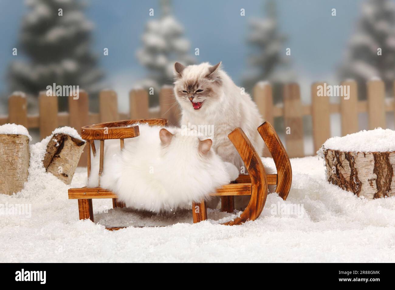 Birman cats, pair, chocolate-tabby-point and blue-tabby-point, holy ...